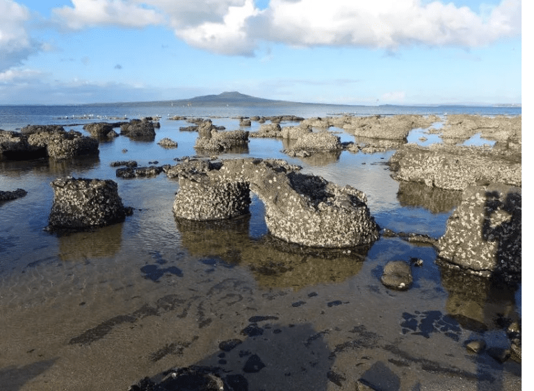 Get moving! 7 of Takapuna’s best local walks - I Love Takapuna